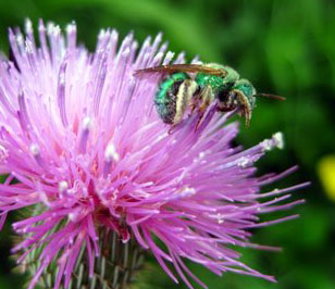 Metallic Green Bee: Quick Guide to Our Shiny Pollinator Friends - What ...