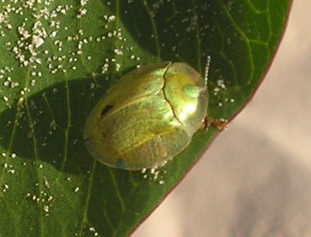 Tortoise Beetle Guide: Essential Facts About These Insects