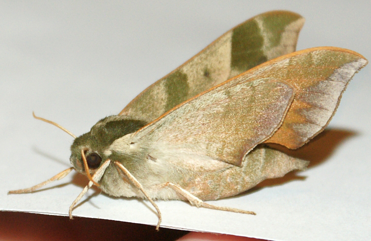 Virginia Creeper Sphinx Moth: Essential Guide for Enthusiasts - What's ...