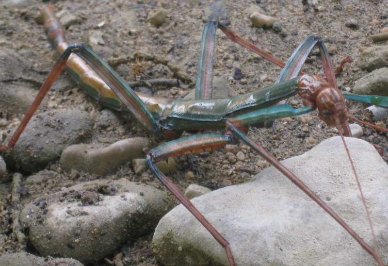 Do Walking Sticks Bite? Debunking the Myth and Learning the Facts ...