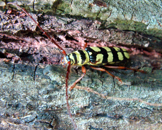 What Do Longhorn Beetles Eat? (You Will Be Surprised To Know) - What's ...