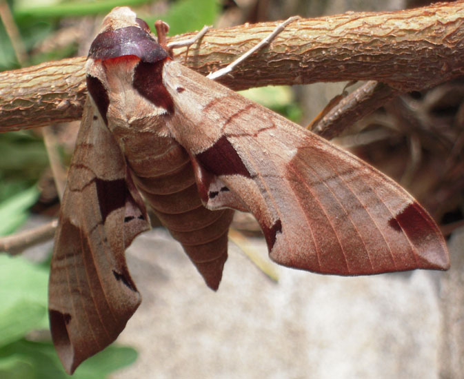 Achemon Sphinx Moth: Essential Facts For Enthusiasts - What's That Bug?