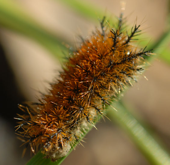 Buck Moth Caterpillar: All You Need To Know For Safe Encounters - What ...