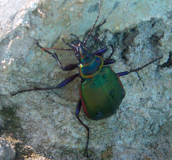 Fiery Searcher: All You Need to Know in 5 Minutes - What's That Bug?