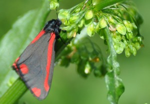 Cinnabar Moth: All You Need To Know For Identification And Habitat ...