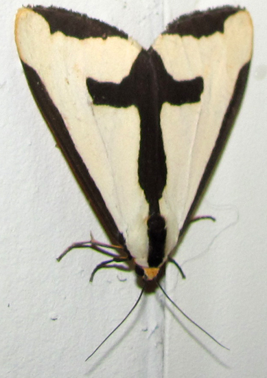 Clymene Moth: All You Need To Know – Quick And Easy Guide - What's That ...