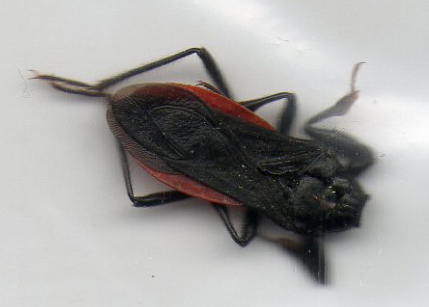 Bloodsucking Conenose: Essential Facts & Tips for Dealing with These ...