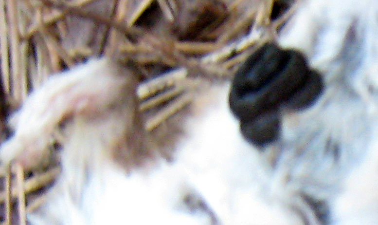 Quick And Effective Ways To Treat Bot Flies In Cats - What's That Bug?