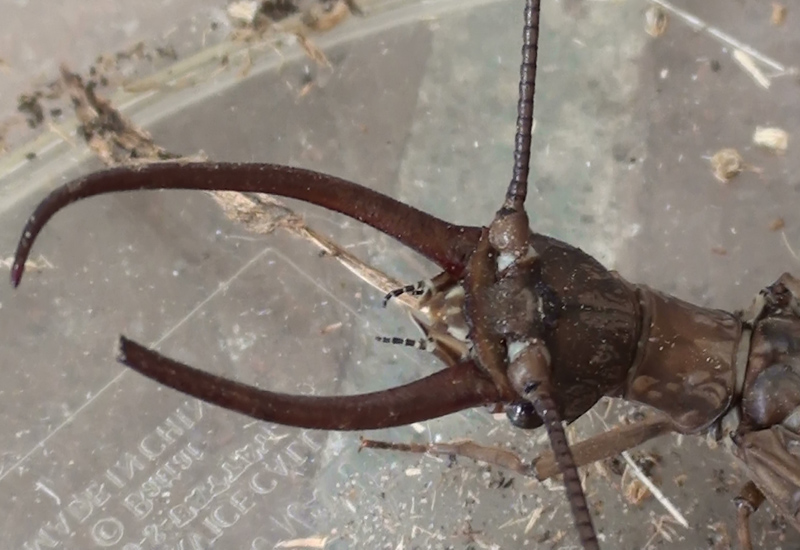 Dobsonfly Bite: All You Need To Know - What's That Bug?
