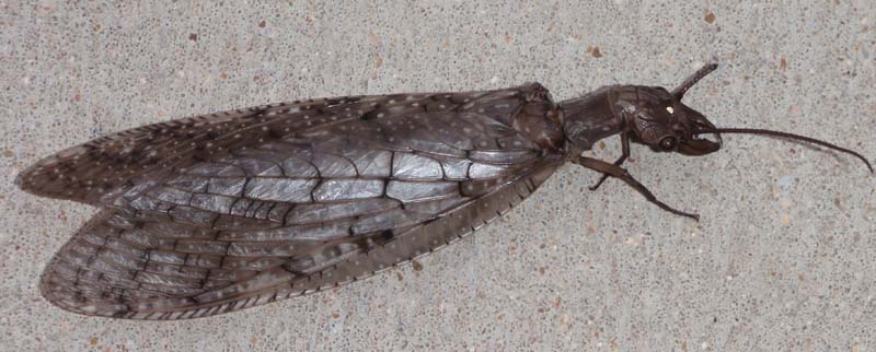 Dobsonfly Guide: Everything You Need To Know - What's That Bug?