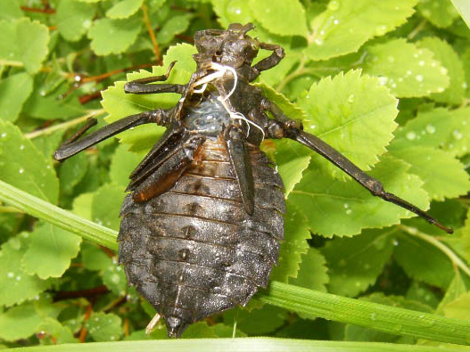 Dragon Hunter: All You Need to Know for Your Next Adventure! - What's ...