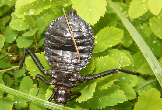 Dragon Hunter: All You Need To Know For Your Next Adventure! - What's ...