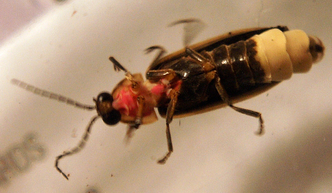 When Do Fireflies Come Out: A Guide to Their Magical Appearances - What ...