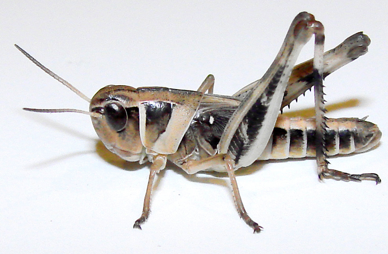 Grasshopper Type Insects