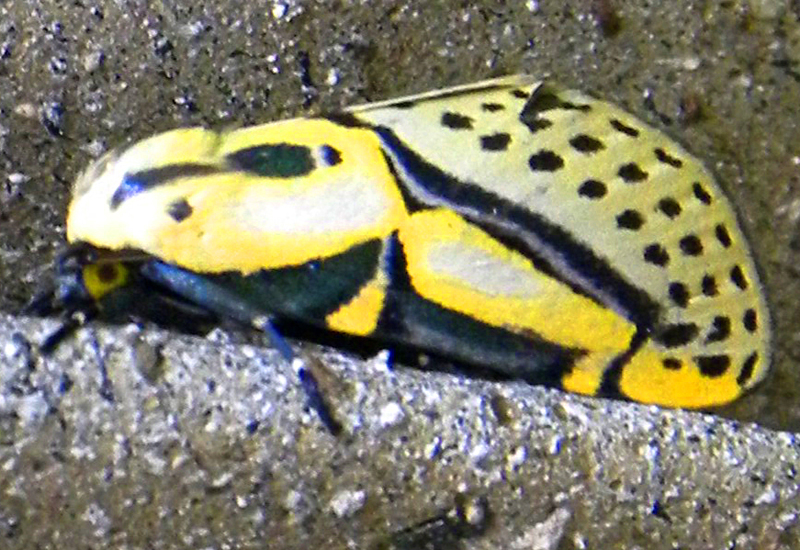 Hieroglyphic Moth: All You Need To Know In A Nutshell - What's That Bug?