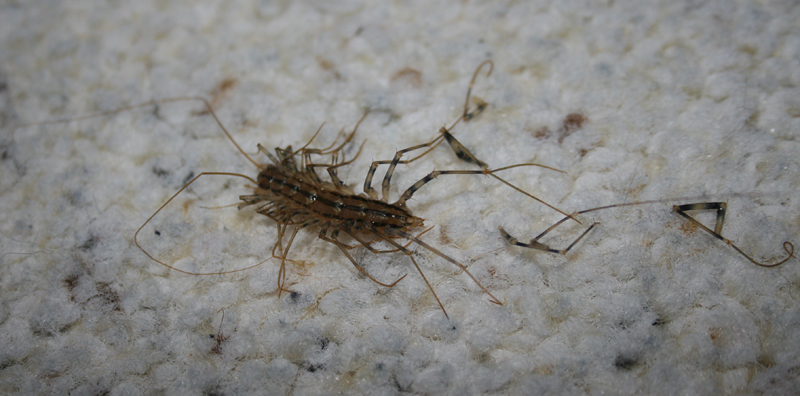 House Centipede Infestation