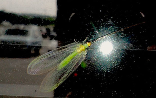 Green Lacewing In House - What To Do? Helpful Tips - What's That Bug?
