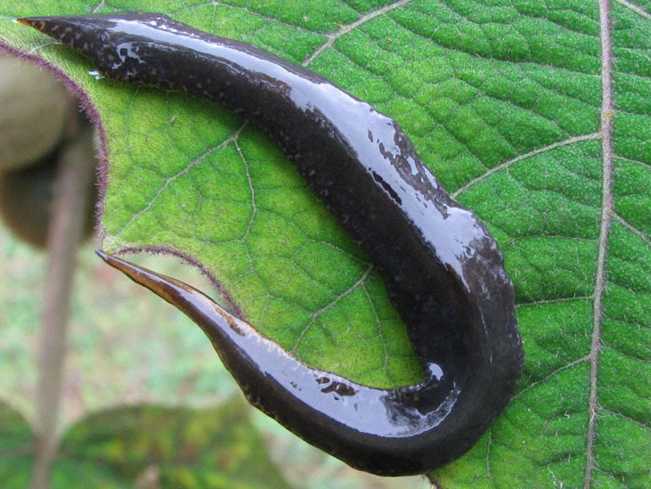 Are Leeches Insects? Fact Checking Myths - What's That Bug?
