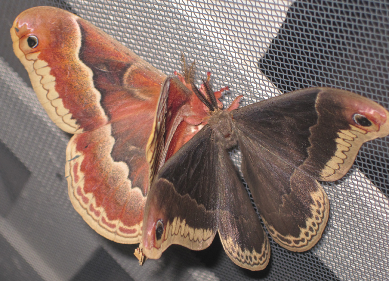 Promethea Caterpillar: All You Need to Know for Easy Identification and ...