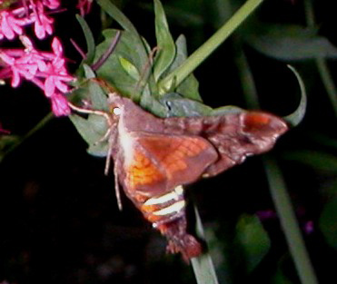 Nessus Sphinx Moth: All You Need to Know in a Nutshell - What's That Bug?