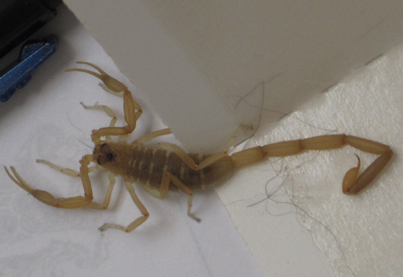 Can a Scorpion Kill You? Debunking Myths and Revealing Facts - What's ...