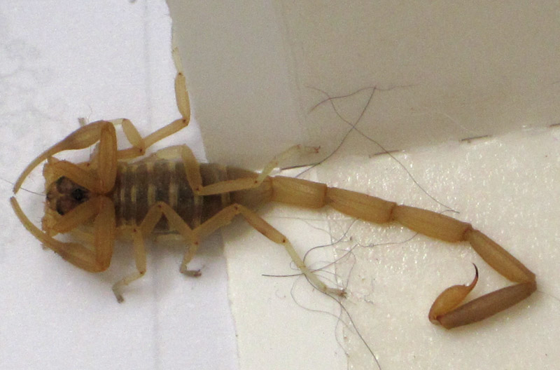 Can A Scorpion Kill You? Debunking Myths And Revealing Facts - What's ...