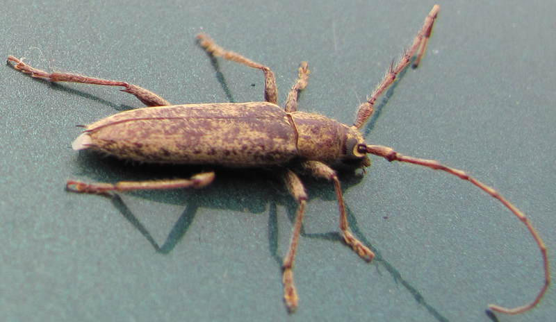 Spined Oak Borer: Essential Facts For Tree Enthusiasts - What's That Bug?