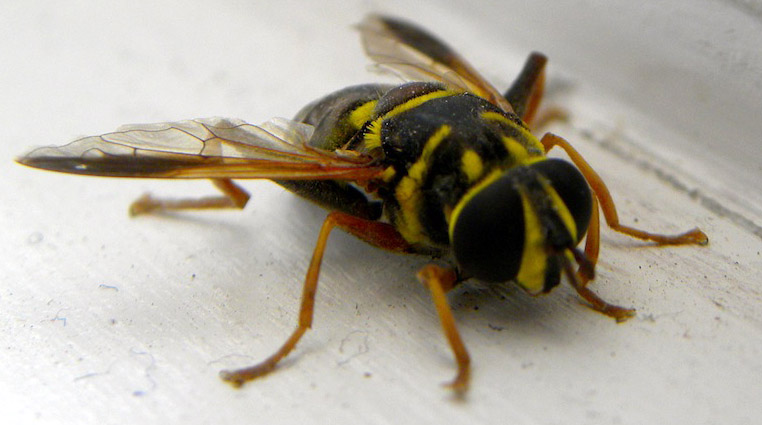 How To Get Rid Of Hover Flies: 9 Easy Ways - What's That Bug?
