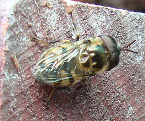 Do Hoverflies Sting Like Sweat Bees? - What's That Bug?
