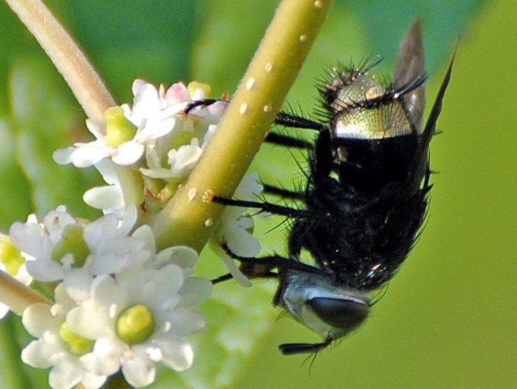 Tachinid Fly: All You Need to Know in a Nutshell - What's That Bug?