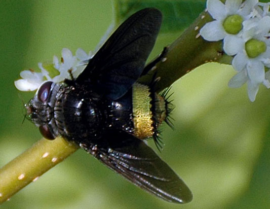 Tachinid Fly: All You Need to Know in a Nutshell - What's That Bug?