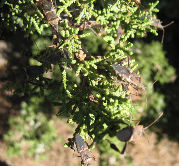 Leaf Footed Bug: All You Need to Know in a Nutshell - What's That Bug?