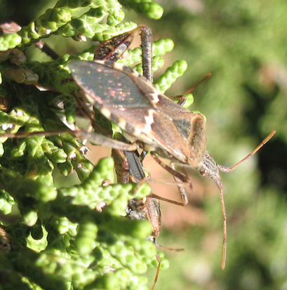 Leaf Footed Bug: All You Need To Know In A Nutshell - What's That Bug?