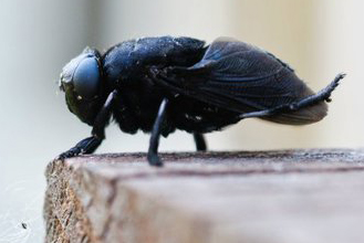 Bot Fly - What's That Bug?