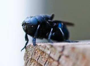 Where Do Botflies Thrive? Exploring Their Natural Habitats
