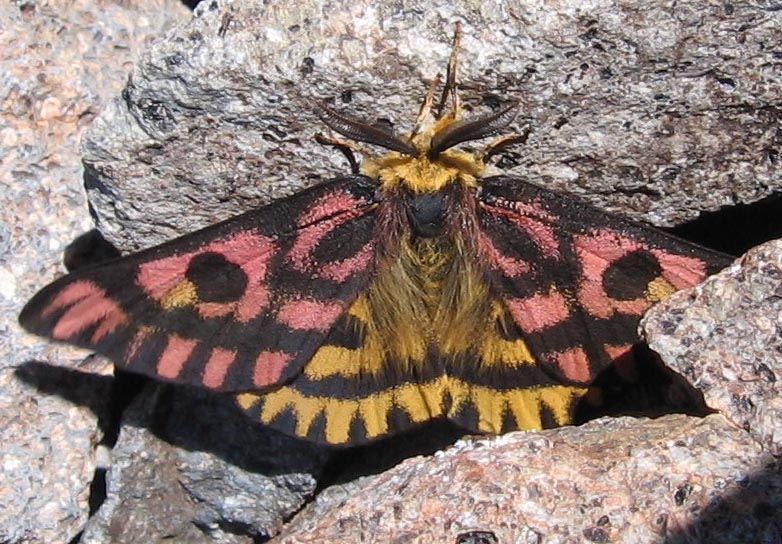 Sheep Moth: All You Need to Know in a Nutshell - What's That Bug?