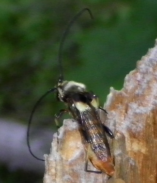 Lion Beetle: All You Need to Know for a Fascinating Discovery - What's ...