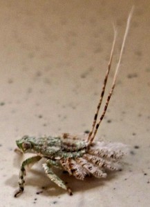 Planthopper Nymph (Fluffy Tail/Bum): Discovering Nature's Unique Little ...