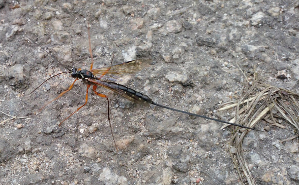 Ichneumon Wasp Uk