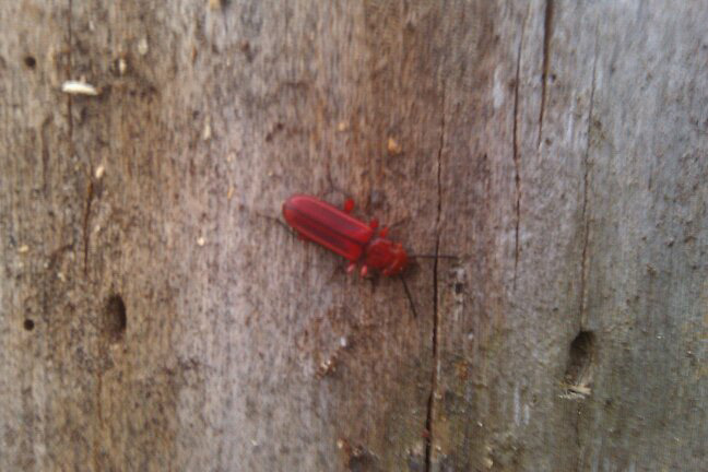 What Does a Bark Beetle Look Like? - What's That Bug?