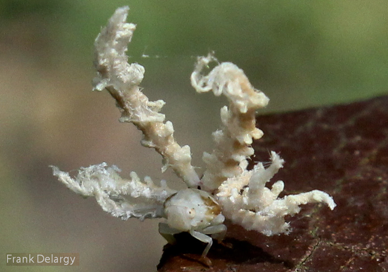 Planthopper Nymph (Fluffy Tail/Bum): Discovering Nature's Unique Little ...