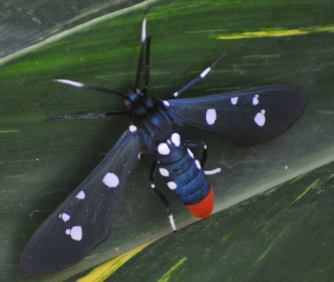 Polka Dot Wasp Moth What s That Bug Polka Dot Wasp Moth What s That Bug