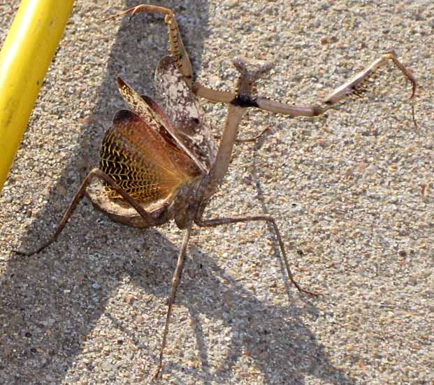 Praying Mantis Life Cycle: Fascinating Facts and Insights - What's That ...