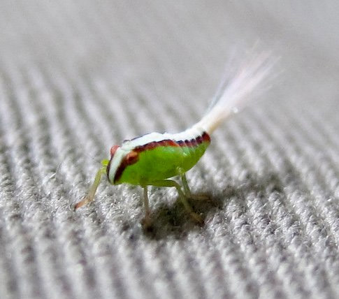 Planthopper Nymph (Fluffy Tail/Bum): Discovering Nature's Unique Little ...