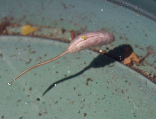 Where Do Rat-Tailed Maggots Come From? A Friendly Exploration into ...