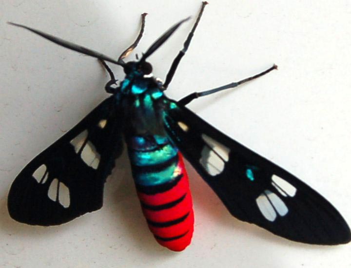 Wasp Moth from Australia: Euchromia creusa - What's That Bug?