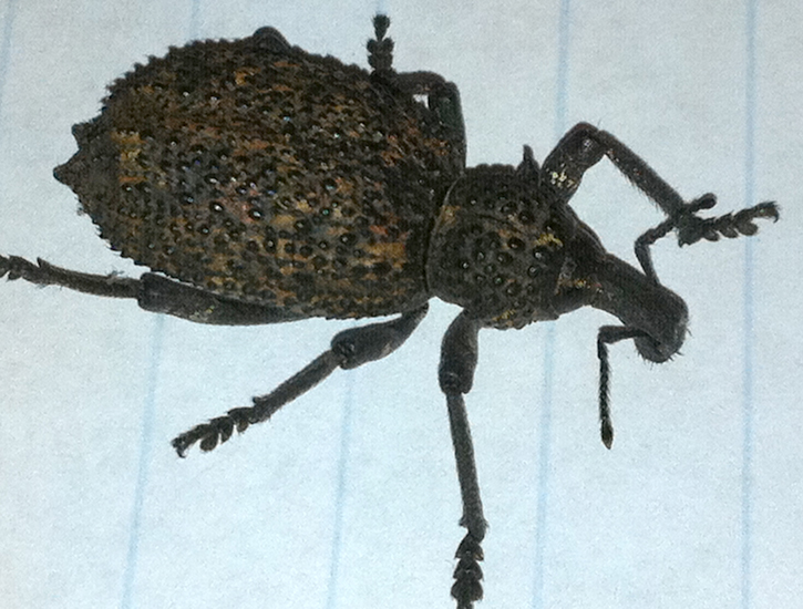 How To Get Rid Of Weevils In My Bedroom? 6 Easy Ways - What's That Bug?