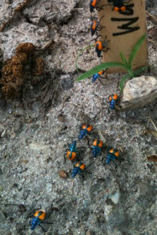 Predatory Stink Bug: All You Need to Know in a Nutshell - What's That Bug?