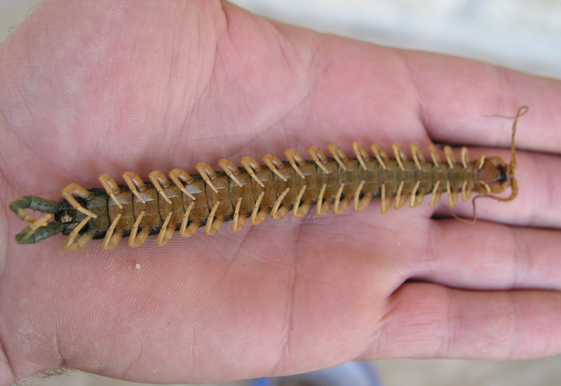 What Do Centipedes Eat: A Quick and Friendly Guide - What's That Bug?