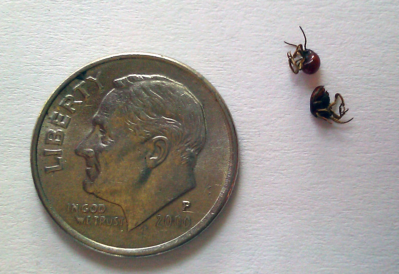 Spider Beetle: All You Need to Know - Your Friendly Guide - What's That ...